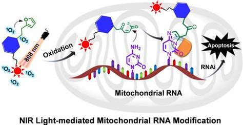 Nir Light Mediated Mitochondrial Rna Modification For Cancer Rna