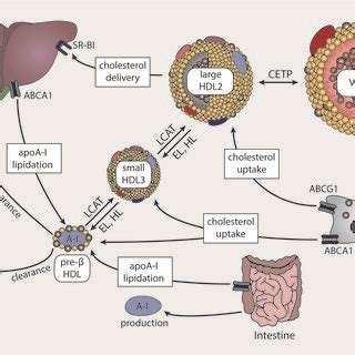 HDL Composition And HDL Mediated Protective Mechanisms In Download Scientific Diagram