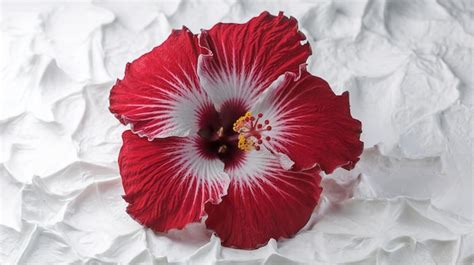 Hibiscus On White Background Generativr Ai Premium Ai Generated Image