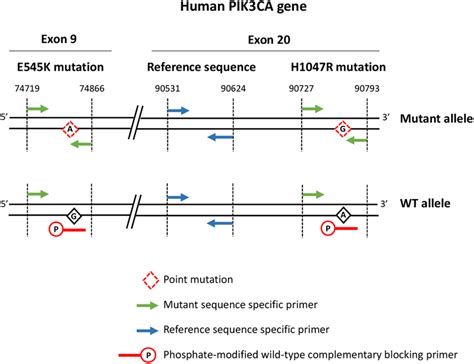 Primer Design Biology At James Saavedra Blog