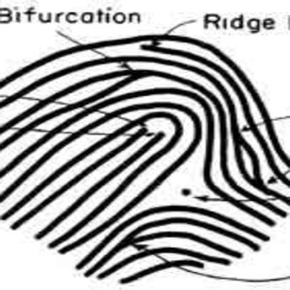 Ridge Ending Bifurcation And Short Ridge Diagrams Respectively