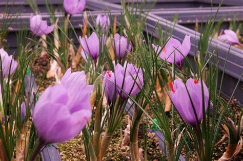 Partnerships Saffron Tech