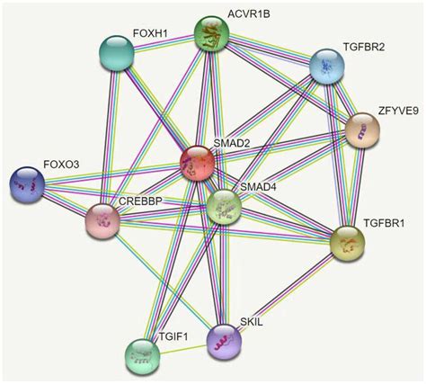 Network Summary View Shows Smad2 Gene Interaction Smad2 Gene