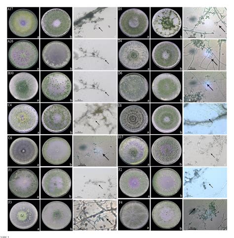 Table 1 From Antagonistic Potential Of Trichoderma As A Biocontrol Agent Against Sclerotinia