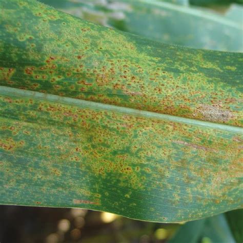 A Left Common Rust B Above Southern Rust Download Scientific Diagram