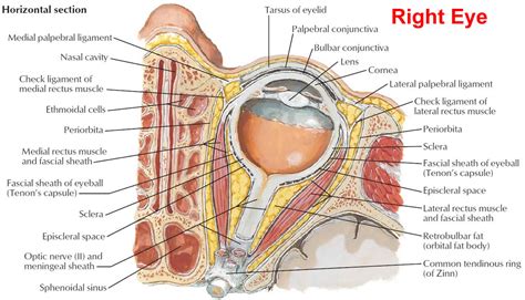 Periorbital Cellulitis Orbital Cellulitis Causes Symptoms Diagnosis And Treatment