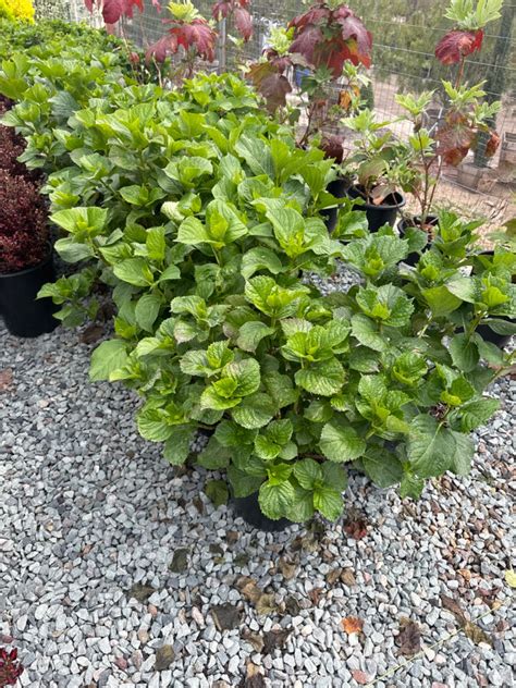 Buy Hydrangea Quercifolia Oakleaf Hydrangea Bidscape