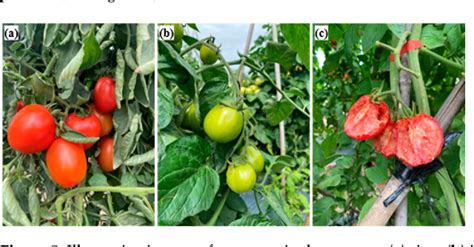 Figure 1 From Classification Of Tomato Fruit Using Yolov5 And Convolutional Neural Network