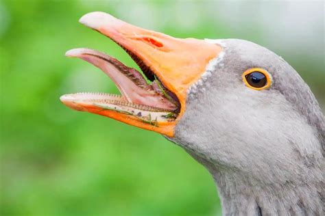 Birds Feet Anatomy Types And Fun Facts Nature Roamer
