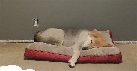 My Wingman Goose Imgur