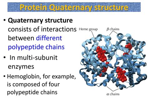 Proteins Quaternary Structure At Loretta Cyr Blog