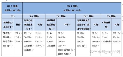 效应 T 细胞及其分泌细胞因子的一般性特征（二） 知乎