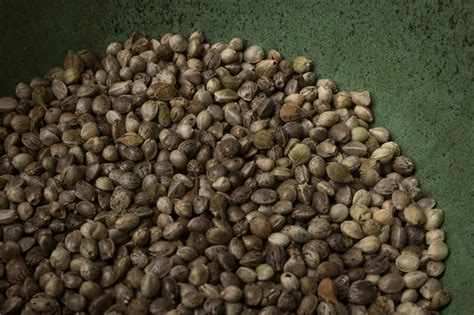 Delving Into The World Of Cannabis Seeds With Discount Cannabis Seeds