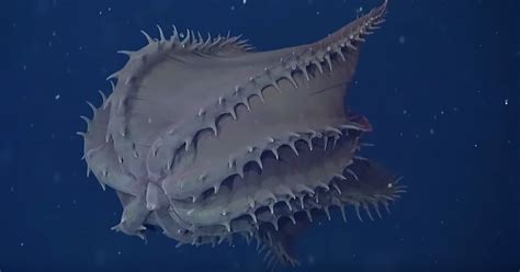 Scary Facts About Vampire Squid