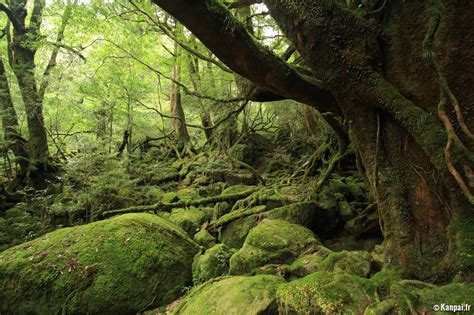Yakushima Lîle Mystique Au Sud De Kyushu