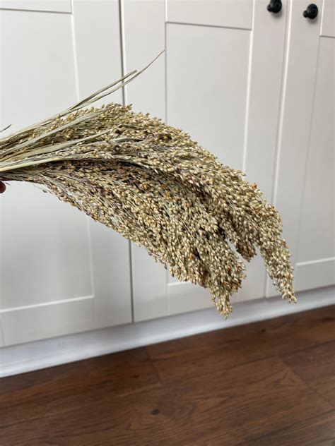 Dried Panicum Grass Natural Panicum Grass Fall Grass Home Etsy