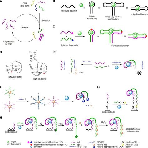 Atp And Adenosine Detection By Aptamers And Split Aptamers A Rna And