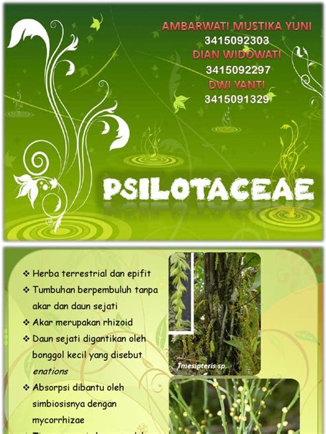 Psilotaceae Pdf