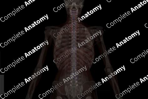 Anterior External Vertebral Venous Plexus Complete Anatomy