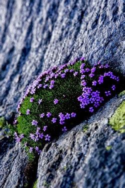 FLOWER POWER Porn Photo Pics