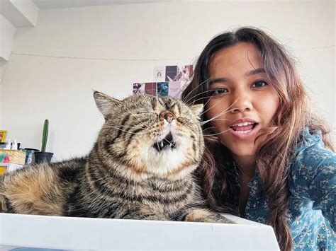 12 Types Of Calico Cat Species 12 Types Of Calico Cat Species