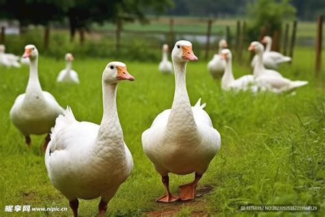 鹅摄影图 家禽家畜 生物世界 摄影图库 昵图网