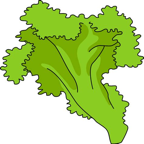 Lettuce Leaf Figure Science Figures