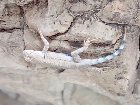 Greater Earless Lizard