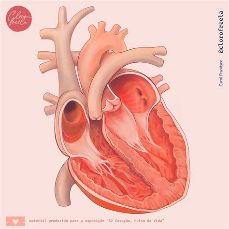 Anatomia S2 Coração Pulso Da Vida Clorofreela Desenhando O