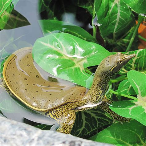 What Does Soft Shell Turtle Eat