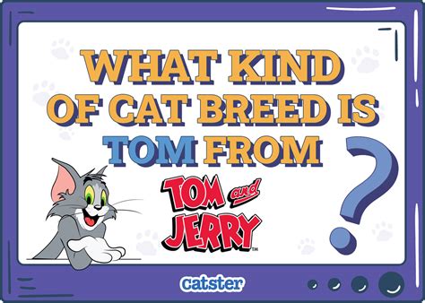 Tom Og Jerry Cats