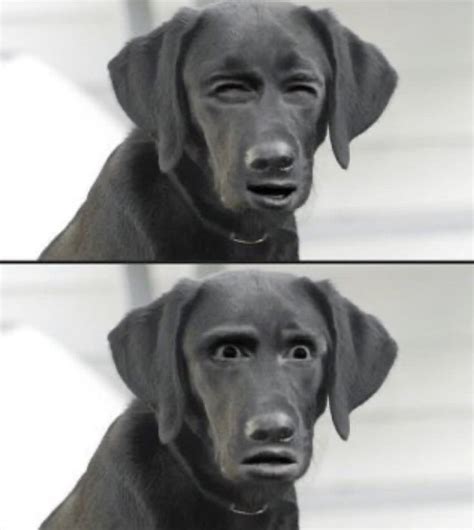 Mirada Profunda De Un Perro Dog Face Reaction Blank Stare Dog Meme