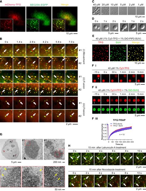 Short Distance Vesicle Transport Via Phase Separation Cell