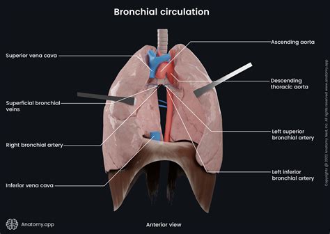 Right Lung Anatomy