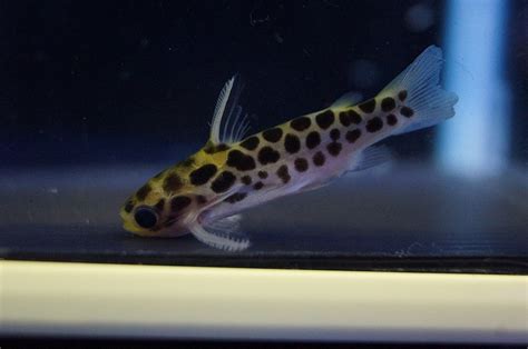 【淡水魚】【通販】ゴールデンレオパードタティア【1匹 サンプル画像】（生体）【ナマズ】（熱帯魚） ペットバルーン ネットショップ