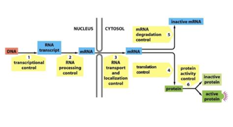 Gene Expression In Dna Viruses And Reverse Transcribing Viruses Flashcards Quizlet