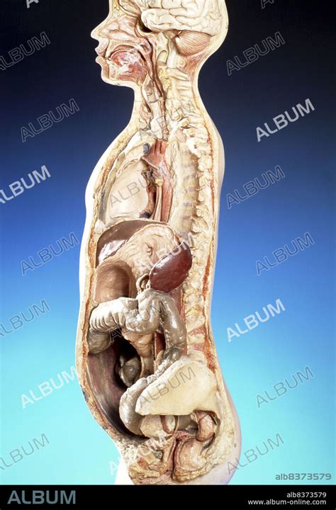Internal Organs Diagram Left Side