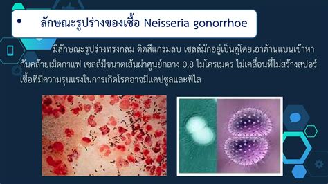 Gram Negative Cocci Pptx