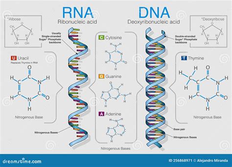 Chart Shows The Difference Between Ribonucleic Acid And Deoxyribonucleic Acid Vector Image