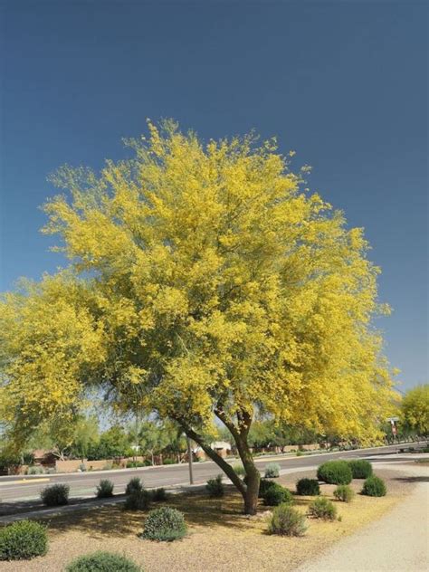 Shade Beauty And Resilience Why Palo Verde Trees Belong In Your