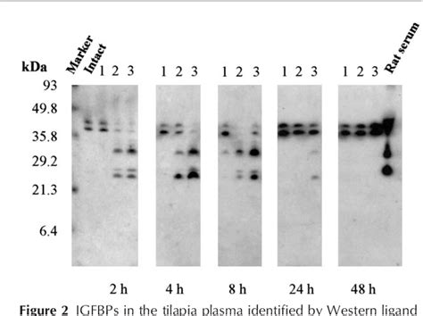Figure 2 From Dual Mode Of Cortisol Action On Ghigf Iigf Binding
