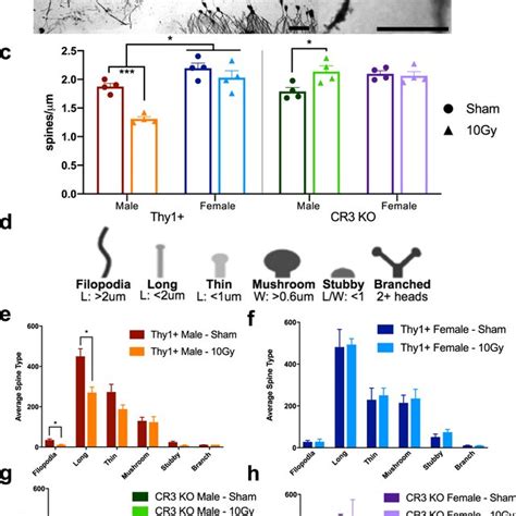 Quantification Of Dendritic Spine Density And Morphology Analysis A Download Scientific