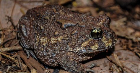 Sapo Boi 60109 Biofaces Bring Nature Closer