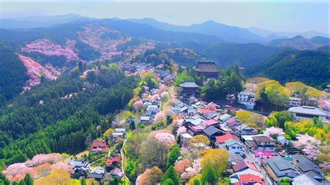 4K映像 桜の名所ドローン空撮吉野山の千本桜 日本三大桜 cherry blossom japan 世界遺産 上千本中千本下千本 金峯