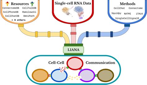 10x单细胞（10x空间转录组）多种通讯软件联合分析之lianaliana包 Csdn博客