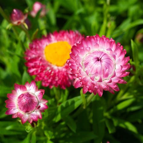 Bracteantha Granvia® Pink White Flower Farm