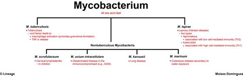 Mycobacterium Tuberculosis Microbiology Medbullets Step 1