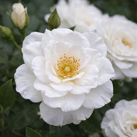 Rosa Icecap Shrub Rose Icecap™ 2 Gallon Pot Classy Groundcovers