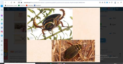 Практична робота №1 Виявлення прикладів пристосувань до способу життя комах Презентація Біологія