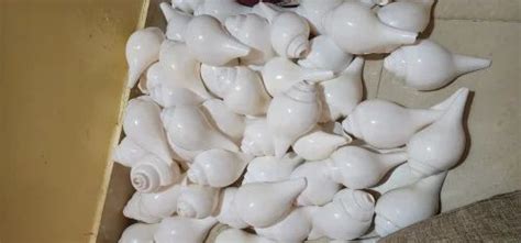 Medium Size Blowing Sankha At Rs 650piece Bali Sahi Puri Id